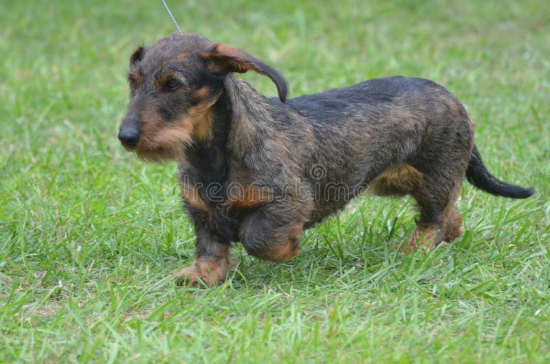 Beautiful Wire Haired Dachshund Dog Stock Photo - Image of cute, breed ...
