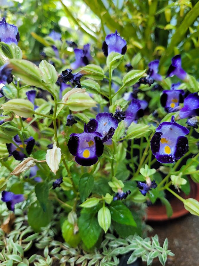 Beautiful Wishbone Blue Colour Flowers Stock Photo - Image of blossom ...