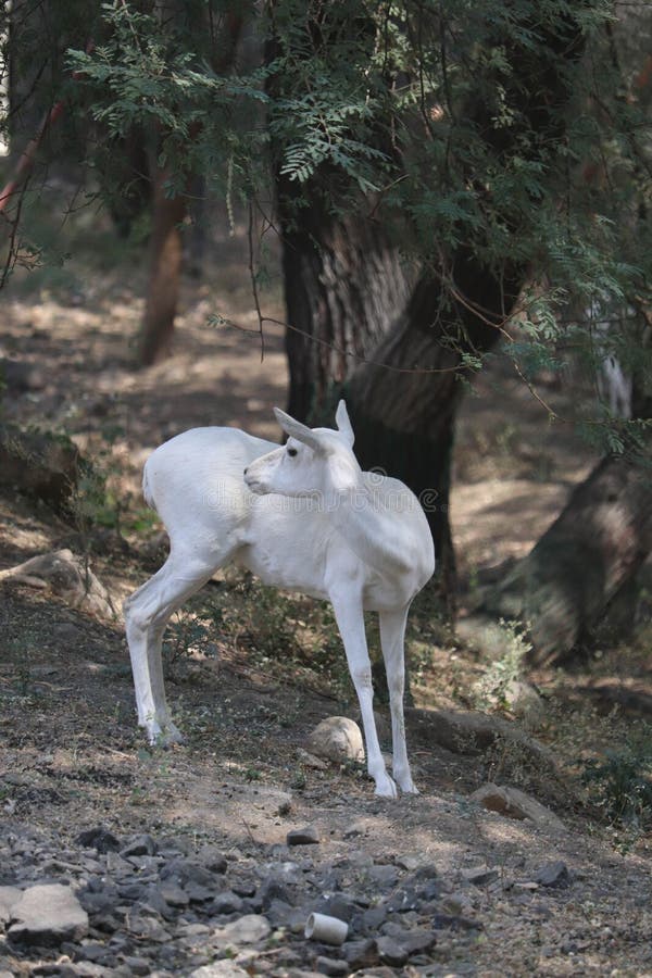 A Beautiful Withe Dear in Forest Stock Photo - Image of safari, deer ...