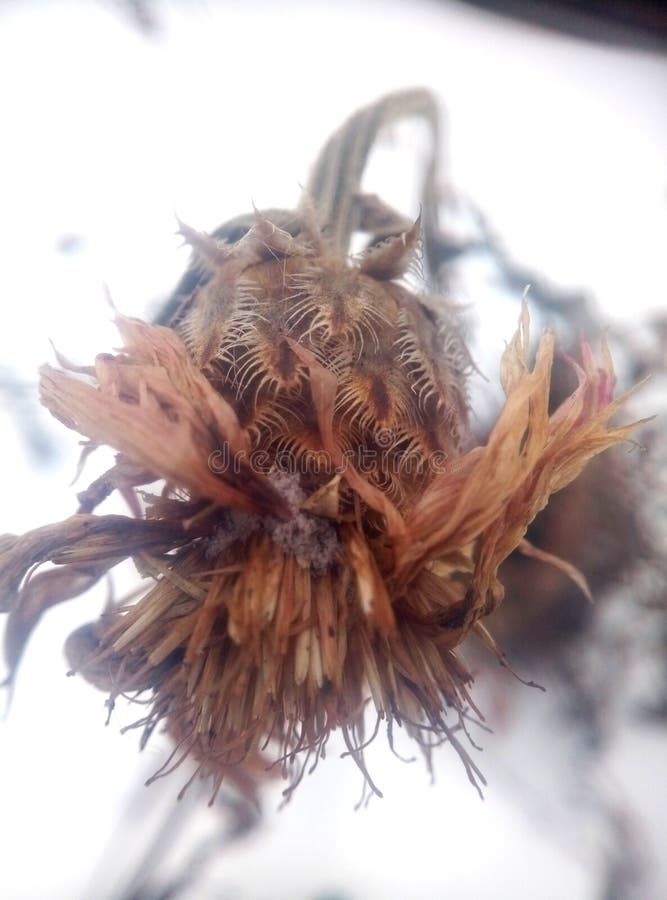 Beautiful Withered Flowers in the Snow Stock Photo - Image of fine ...