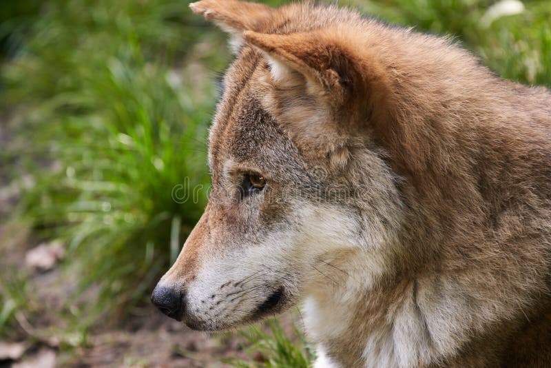 Beautiful Wolf Closeup View. Curious Grey Wolf Stock Photo - Image of ...