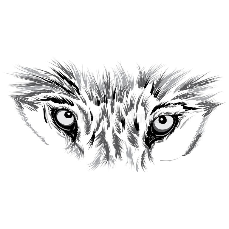 Beautiful Wolf Face. Vector Illustration Stock Vector - Illustration of ...