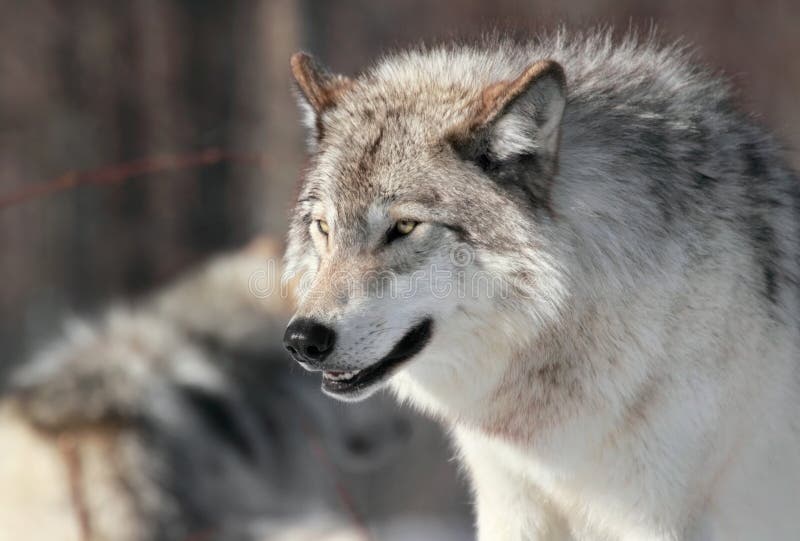 Beautiful wolf stock image. Image of beauty, portrait - 39095979