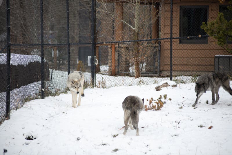 A Beautiful Wolf Outside on a Cold Winter Day Stock Photo - Image of ...