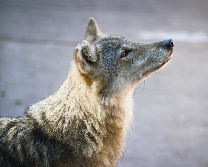 Beautiful wolf portrait stock photo. Image of closeup - 35546708
