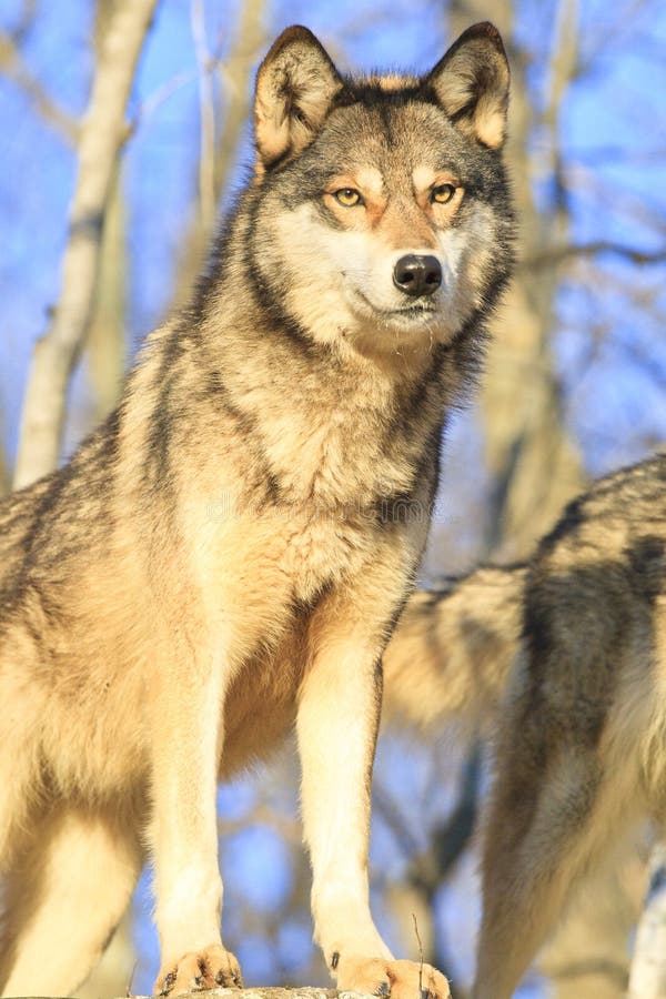 Beautiful wolf portrait stock image. Image of beautiful - 84254355