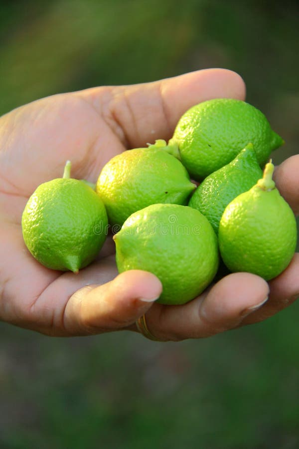 Beautiful Woman Collecting Lemon Stock Image - Image of outdoors ...