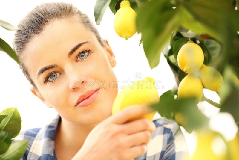 Beautiful Woman Picks a Lemon Stock Photo - Image of greenhouse ...