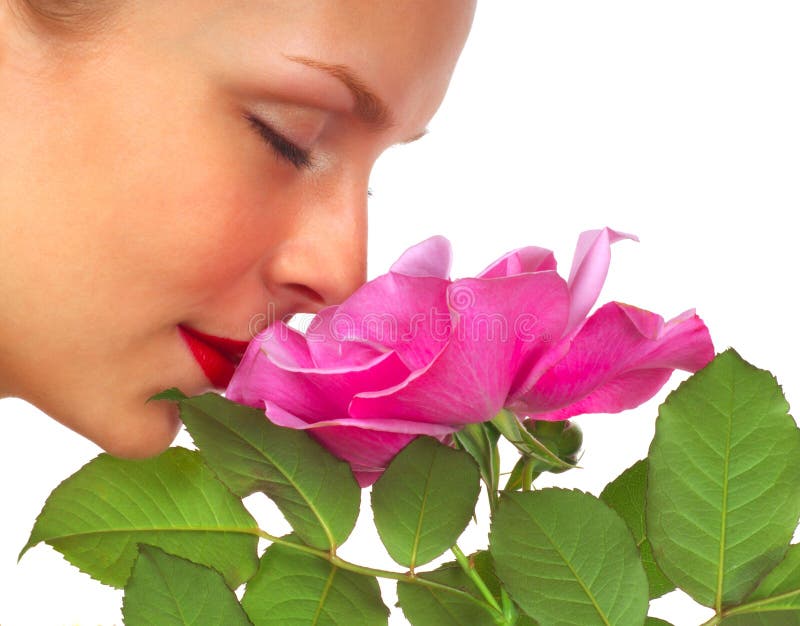 Pink Rose on Satin stock photo. Image of seasonal, leaves - 418990