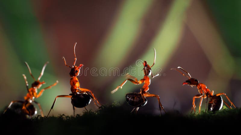 Beautiful wood ants stock image. Image of beauty, macro - 202464757