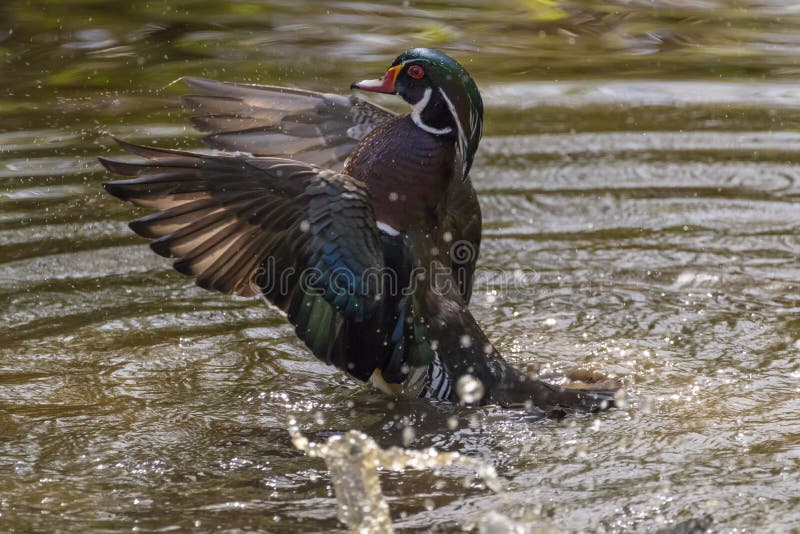 Beautiful Wood Duck Flapping Its Wings Stock Image - Image of waterfowl ...