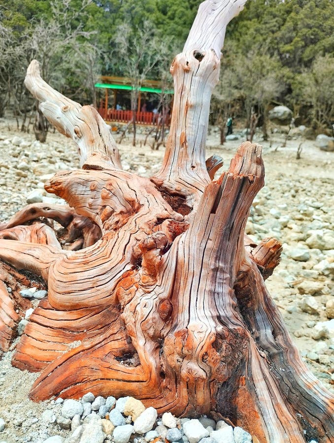 Beautiful Wood Grain Lines Visible Stock Image - Image of grain ...