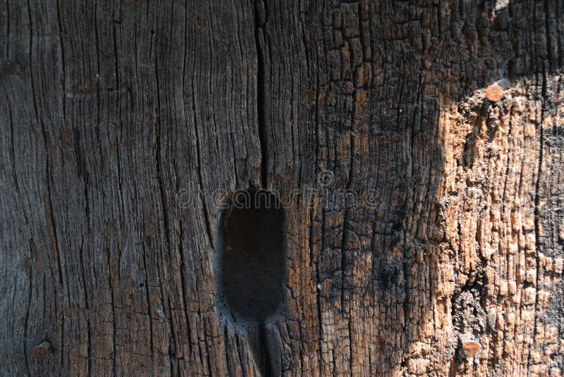 Pattern of wood skin stock image. Image of material - 146471539