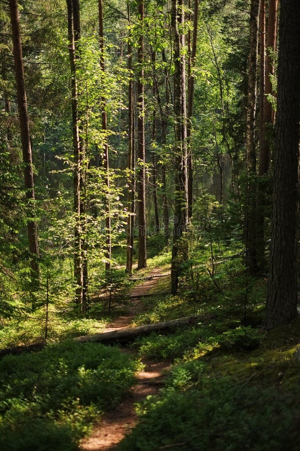 Beautiful Wood at the Sunset. Forest Path Environment Protection. Stock ...