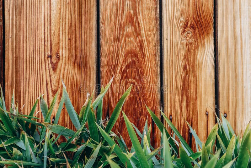 Beautiful Wood Texture with Green Grass Stock Image - Image of grass ...