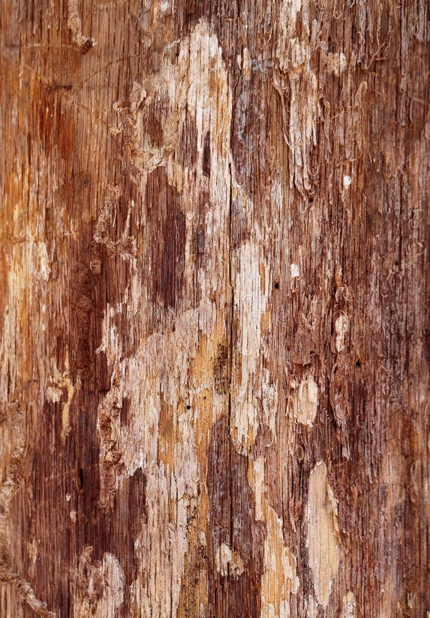 Texture of Pine Wood Background Stock Photo - Image of pine, board ...