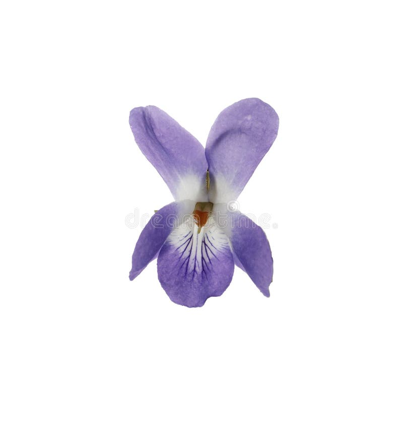 Beautiful Wood Violet on White Background. Spring Flower Stock Image ...