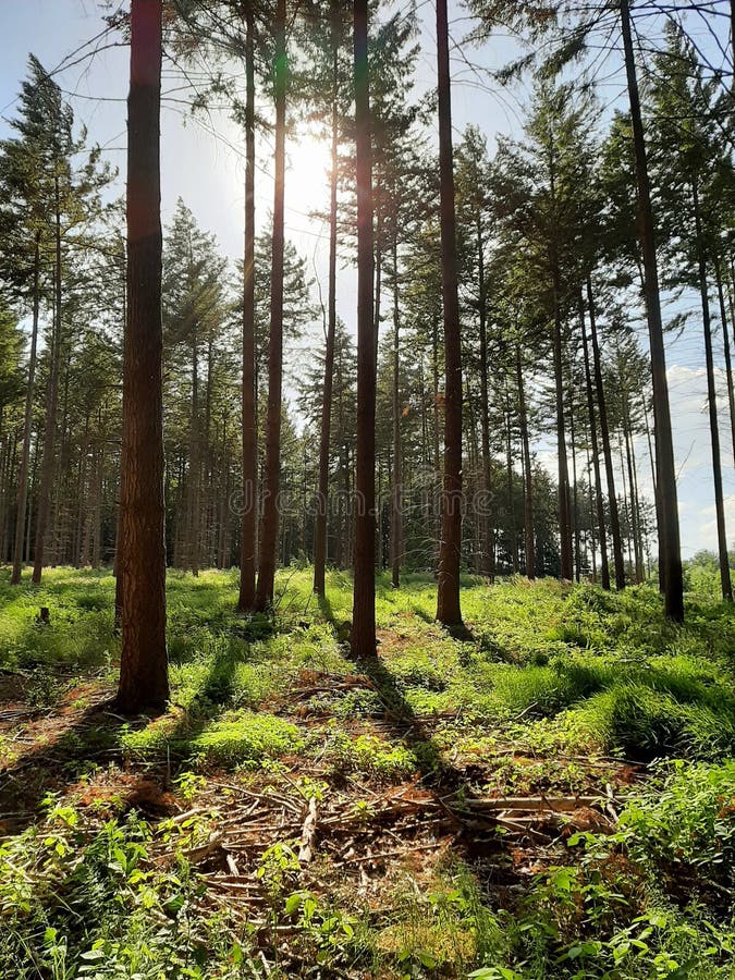 Beautiful Wood Walk on a Sunny Day Stock Photo - Image of wood ...