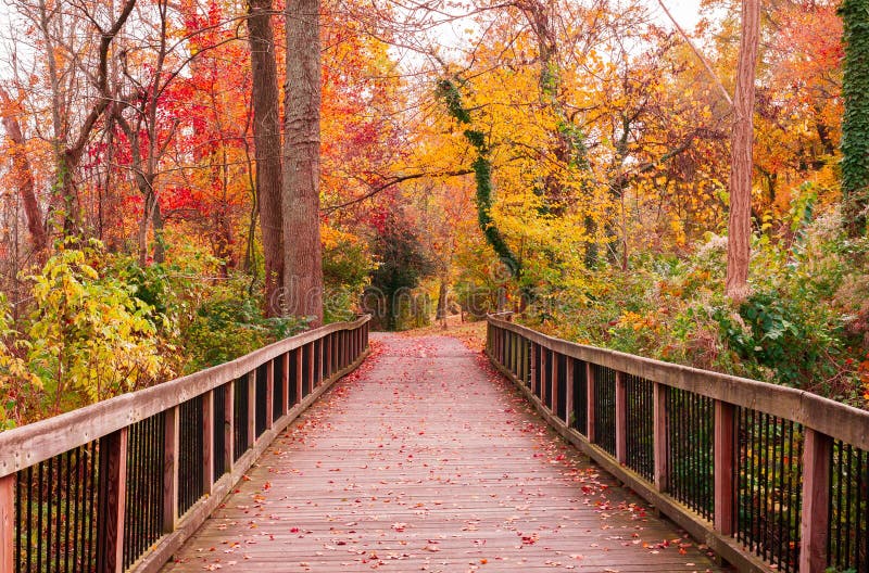Beautiful Wooden Pathway Going through a Breathtaking Colorful Forest ...