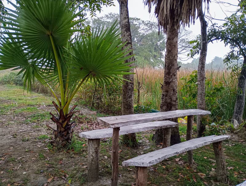 Beautiful Wooden Table and Bench in Jungle and Palm Tree Stock Image ...
