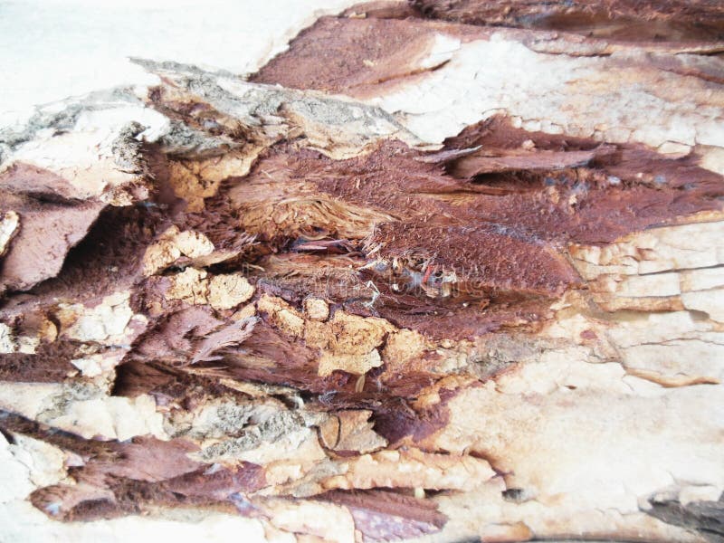 Beautiful Wooden Surface stock image. Image of beautiful - 121499707