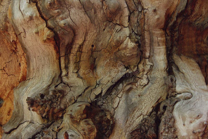 Beautiful Wooden Texture. Wavy Texture of an Oak Bark Stock Image ...
