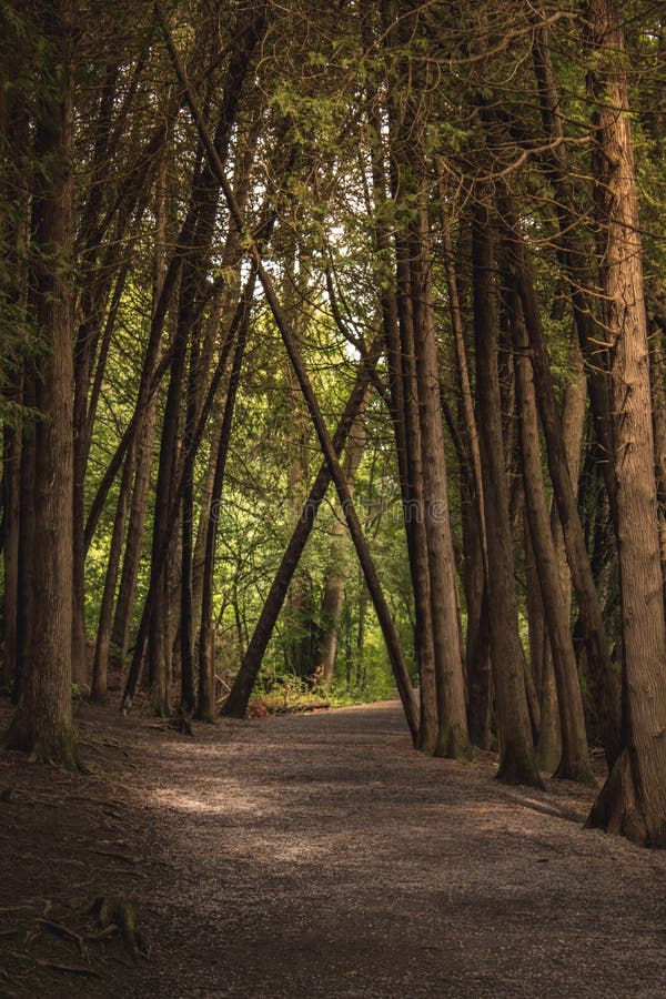 Path in the Woods with Sunlight Stock Image - Image of green, tranquil ...