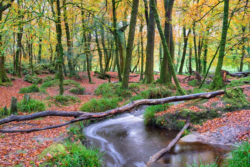 Woodland Stream stock photo. Image of britain, cornwall - 49474420