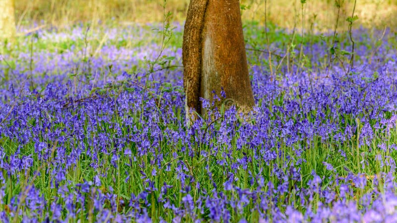 Bluebells in Spring stock photo. Image of bells, bloom - 115236788