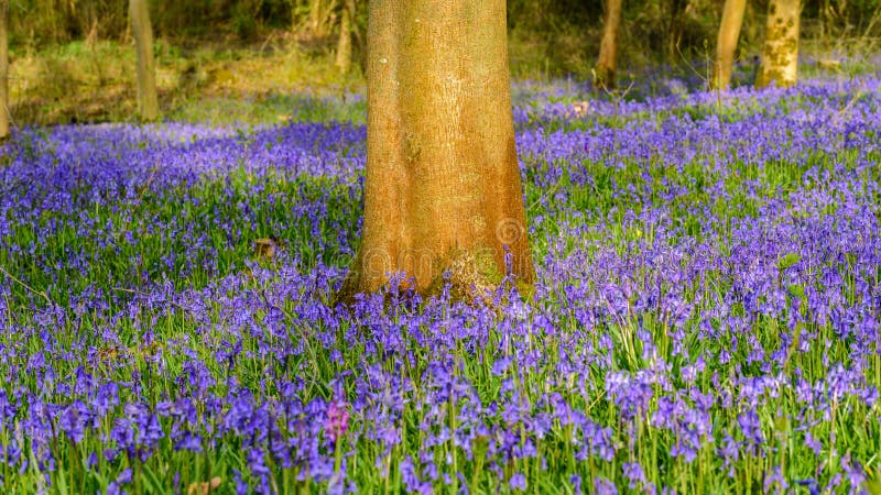 Bluebells in Spring stock photo. Image of outdoors, landscape - 115236750
