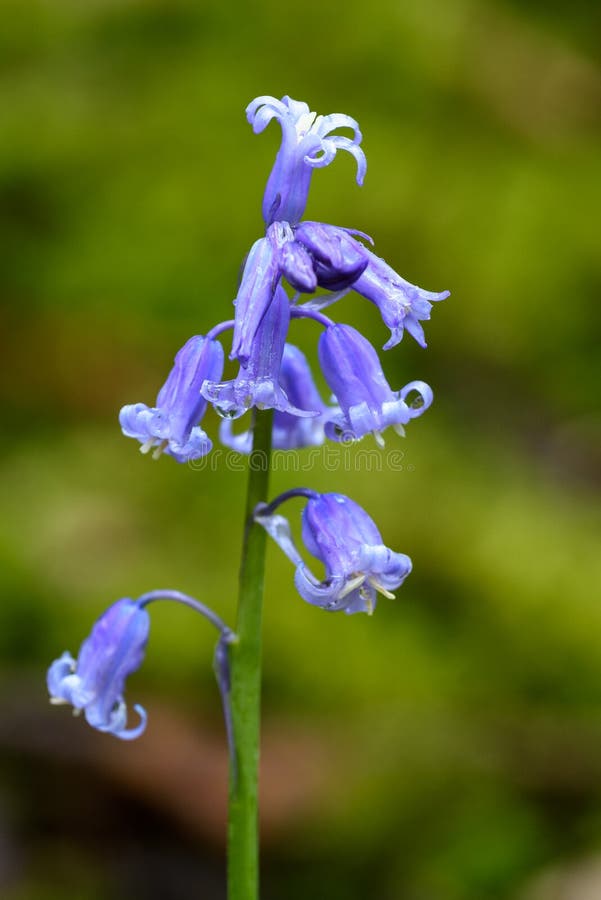 Bluebells in Spring stock photo. Image of beauty, flower - 115389552