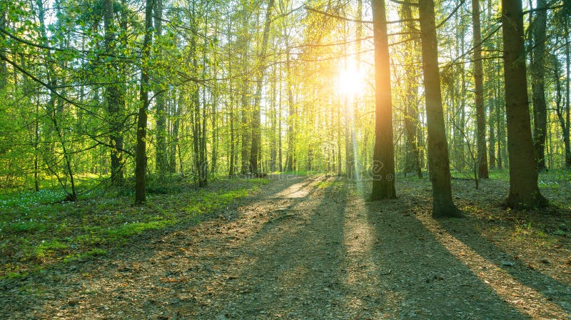 Beautiful Woods, Sunset in Forest. Stock Photo - Image of summer ...