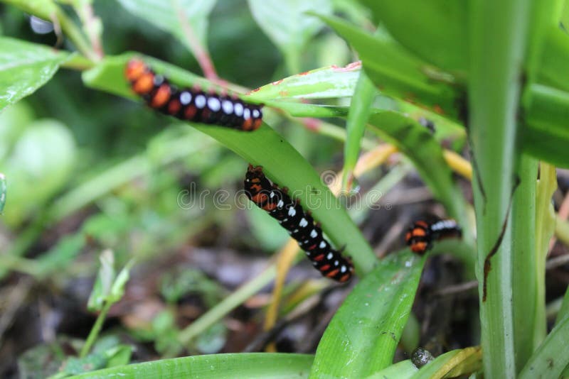 Beautiful Worm of Butterfly Stock Photo - Image of moth, leaf: 191751434