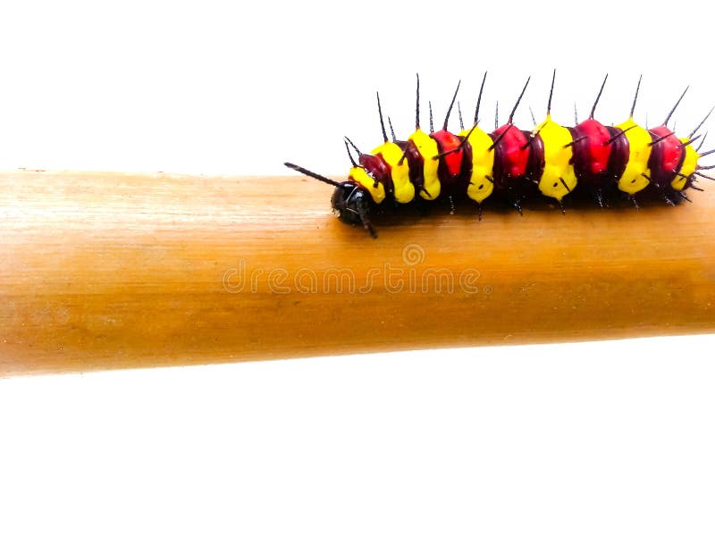 Beautiful Worm of Yellow, Brown, Black and White Colors Climbing Up a ...