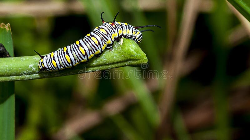 Beautiful worm stock photo. Image of exotic, scary, huge - 98123334