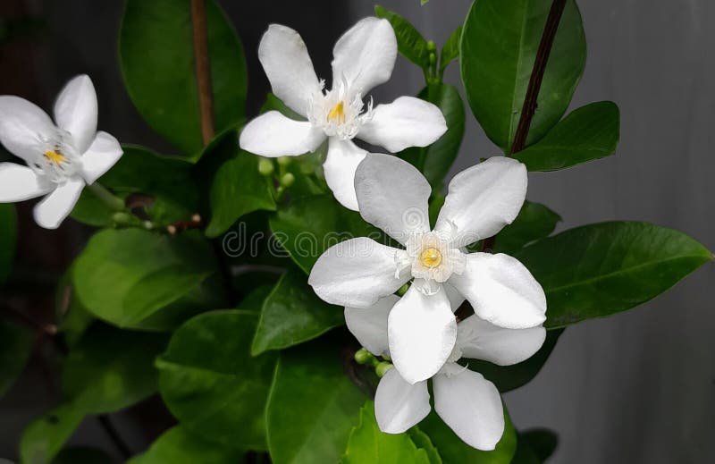 Beautiful Wrightia Antidysenterica Flowers, Thriving in the Yard Stock ...