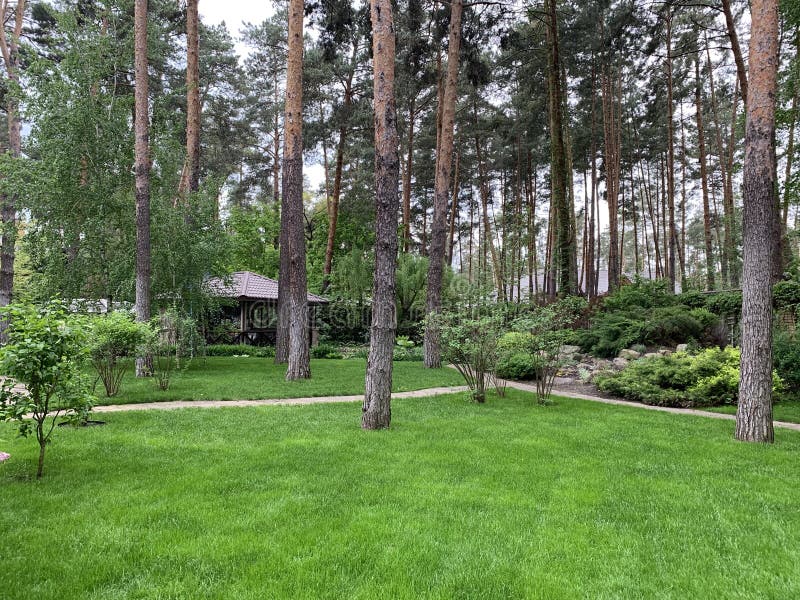 Beautiful Yard with Pine Trees Stock Photo - Image of border, fresh ...