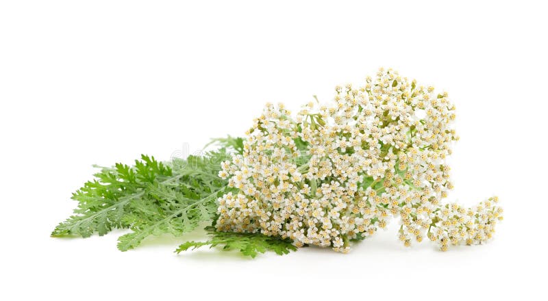 232 Single Yarrow Photos - Free & Royalty-Free Stock Photos from Dreamstime