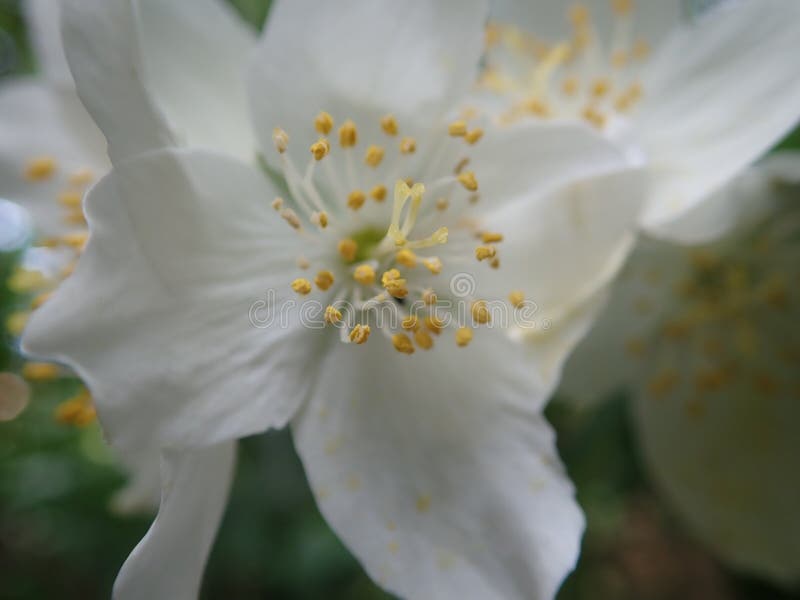 Beautiful Yasmine Tree in a White Blossom Stock Image - Image of leaf ...