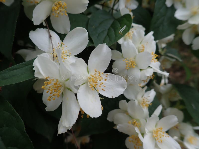 Beautiful Yasmine Tree in a White Blossom Stock Photo - Image of beauty ...