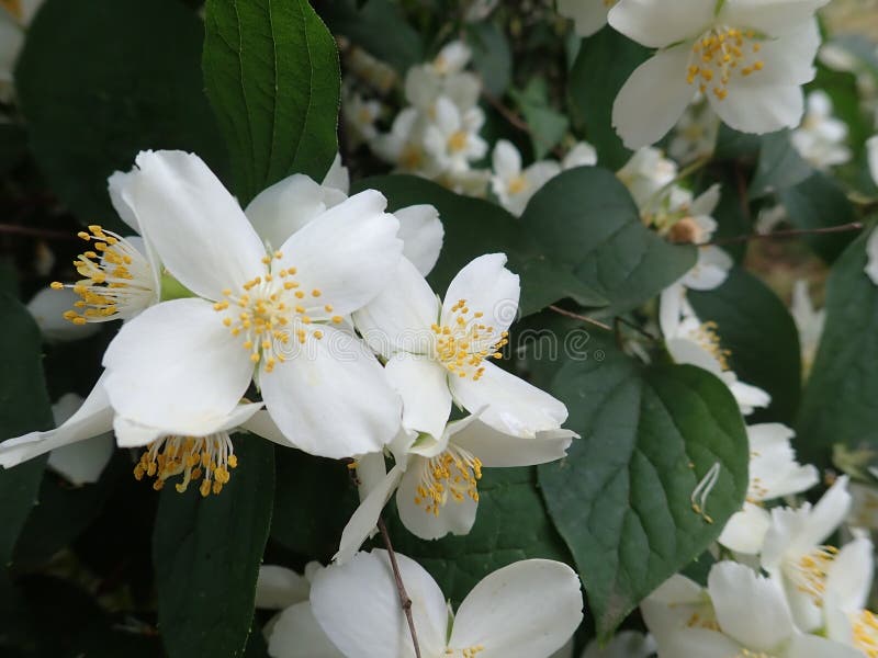 Beautiful Yasmine Tree in a White Blossom Stock Photo - Image of branch ...