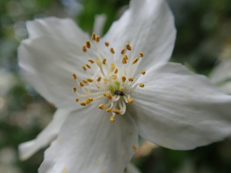 Beautiful Yasmine Tree in a White Blossom Stock Image - Image of flora ...