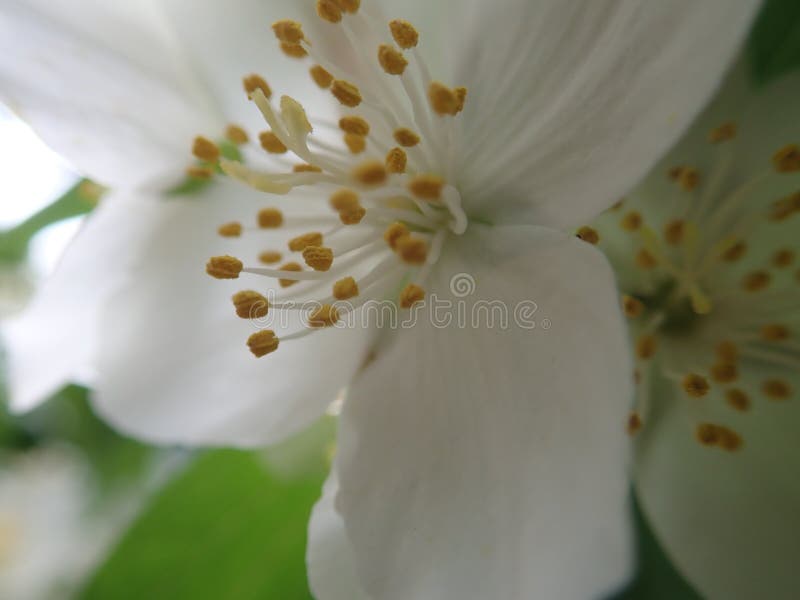 Beautiful Yasmine Tree in a White Blossom Stock Photo - Image of color ...