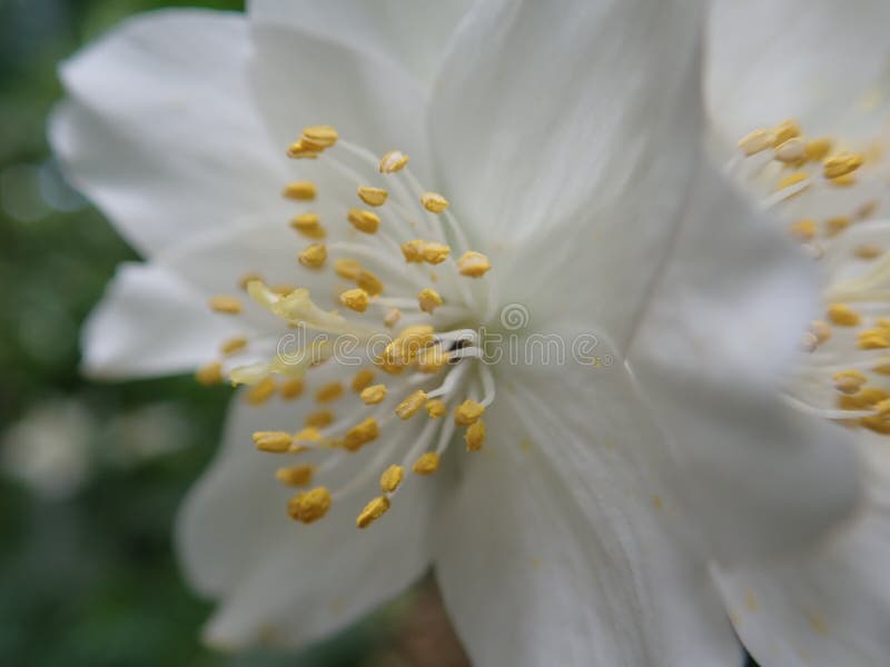 Beautiful Yasmine Tree in a White Blossom Stock Image - Image of field ...