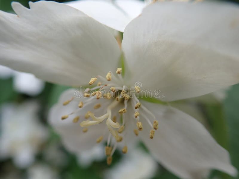 Beautiful Yasmine Tree in a White Blossom Stock Image - Image of green ...