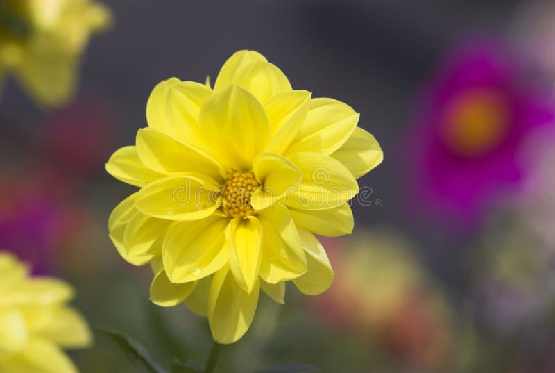 Beautiful Yellow! stock photo. Image of macro, growing - 1277264