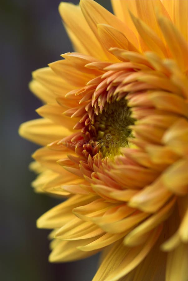 Beautiful Yellow! stock photo. Image of morning, event - 1277616