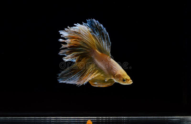 Beautiful Yellow Betta Fish Swims in Aquarium Base Stock Image - Image ...