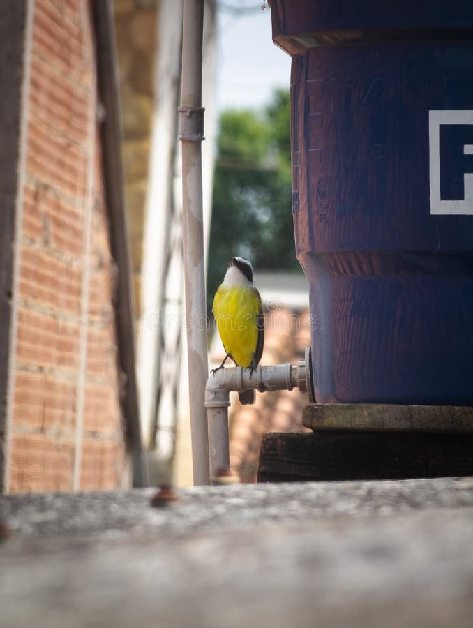 Beautiful Yellow Bird Drinking Water Stock Photo - Image of closeup ...