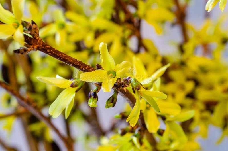 Beautiful Yellow Blooming of Border Forsythia Stock Photo - Image of ...